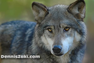 Alaska Wolves are everywhere in Alaska