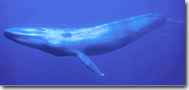 Alaska Whales | Whale Facts and Pictures